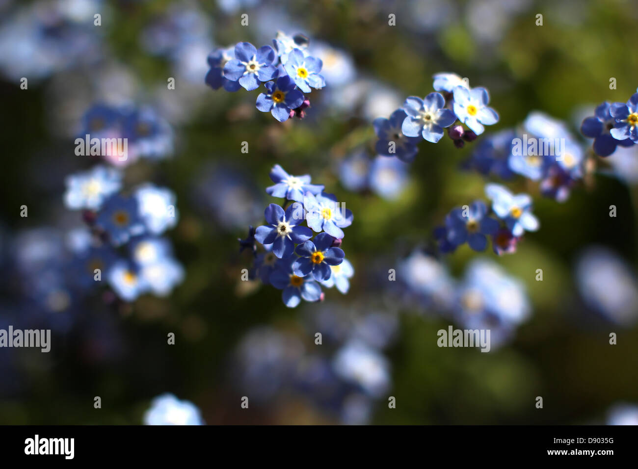 Forget me not in sun hi-res stock photography and images - Alamy