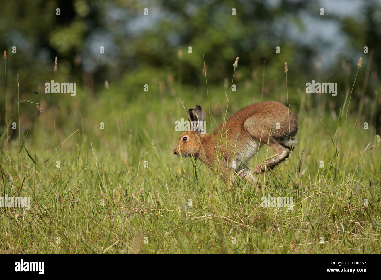 Irish hare photography hi-res stock photography and images - Alamy