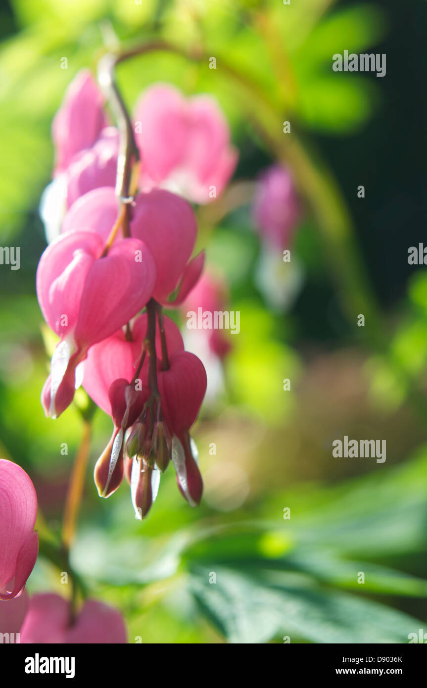 Bleeding Hearts sitting in the English sunshine Stock Photo - Alamy