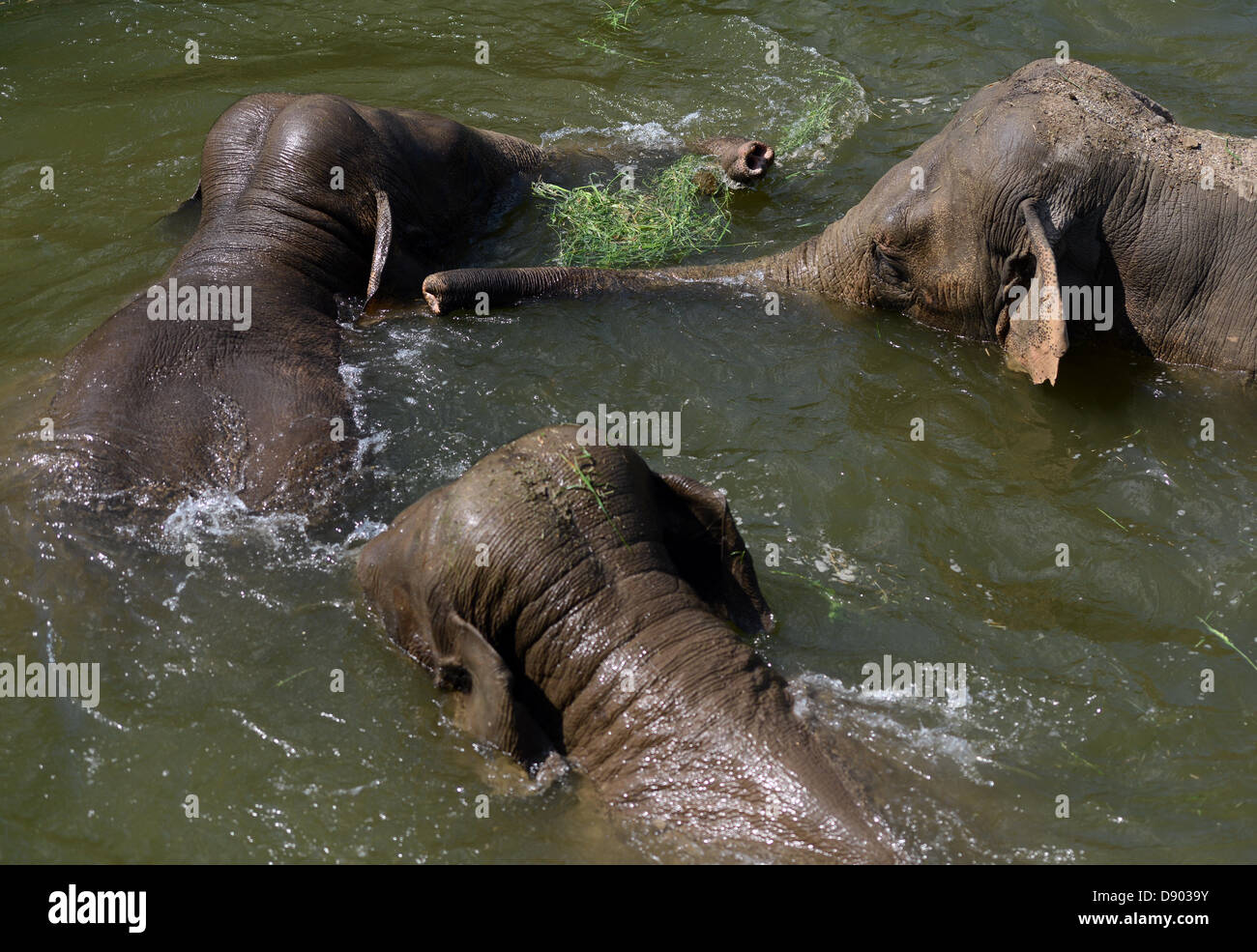 Asian elephants swim in a pool of their new enclosure at the ...