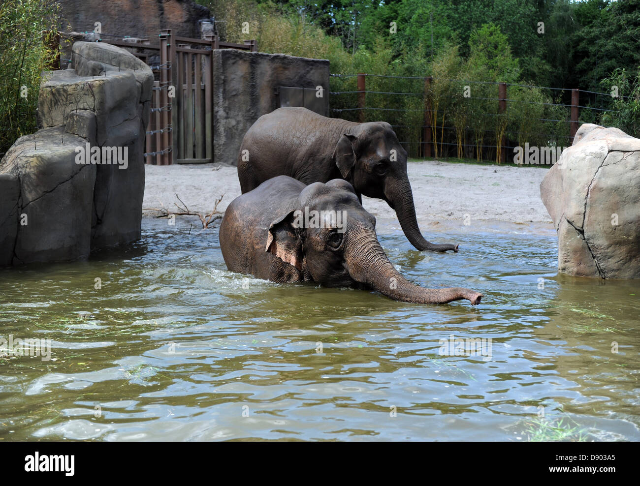 Asian elephants swim in a pool of their new enclosure at the ...
