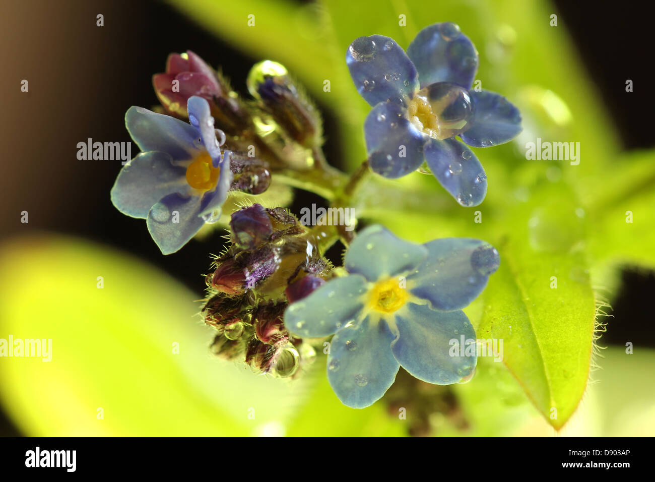 Forget me not in sun hi-res stock photography and images - Alamy