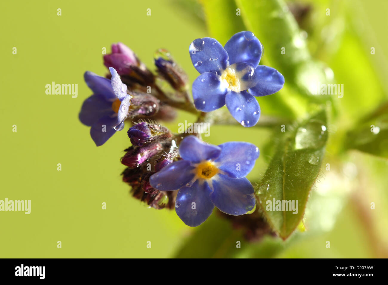 Forget me not in sun hi-res stock photography and images - Alamy