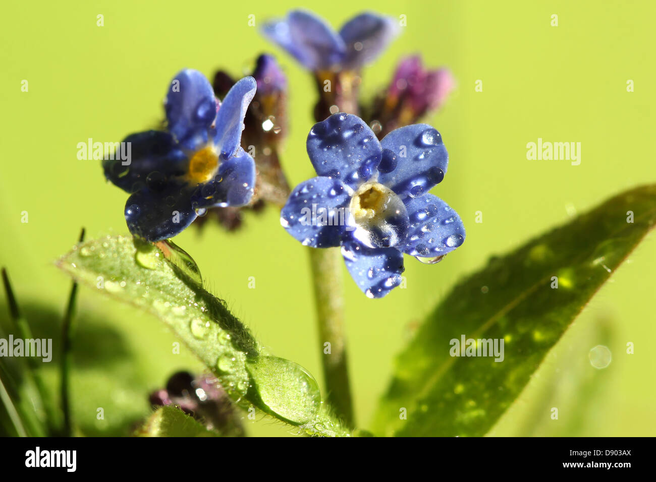 Water forget me not pond garden hi-res stock photography and images - Alamy