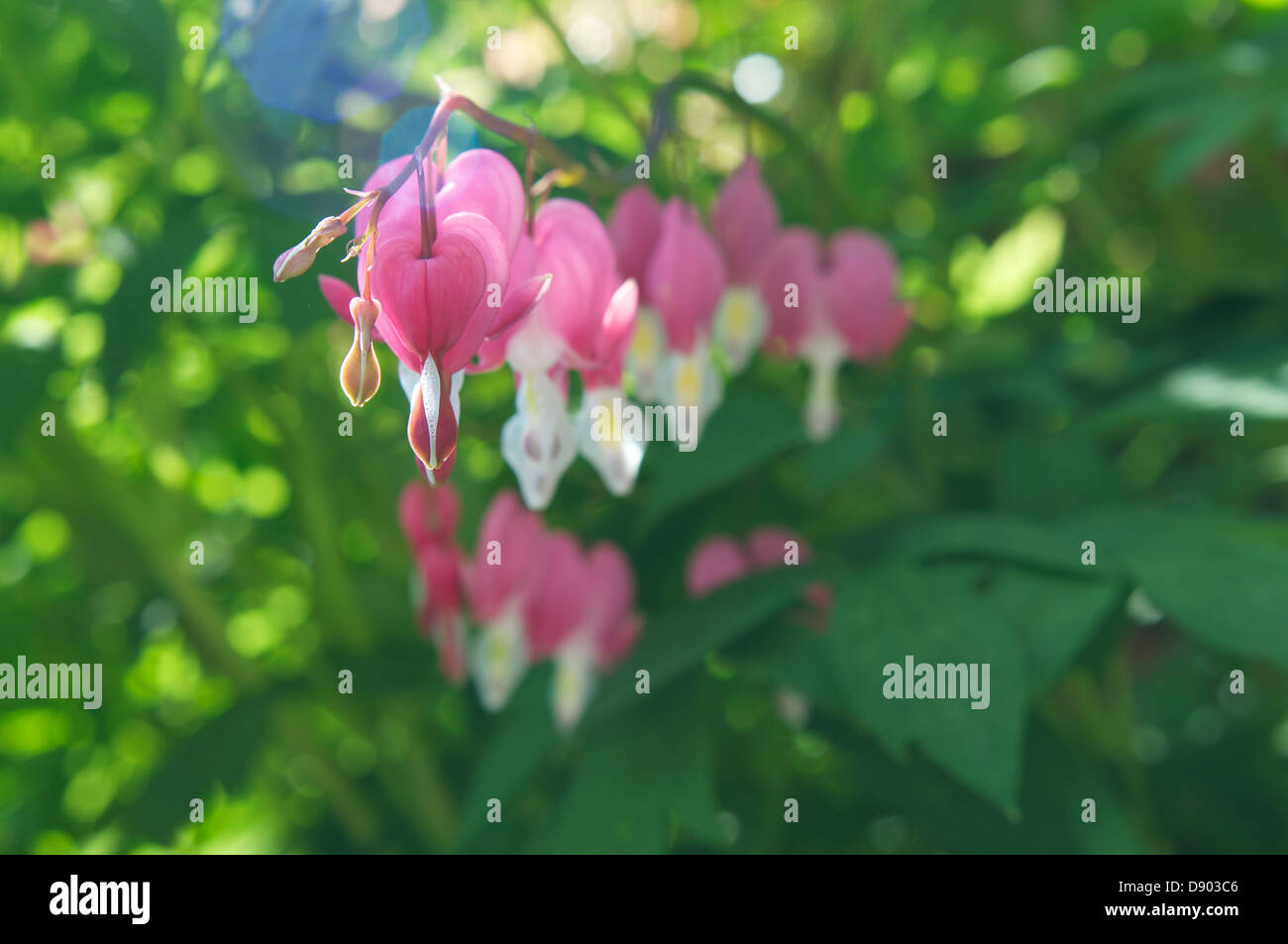 A row of Bleeding Hearts showing off their soft colours Stock Photo - Alamy