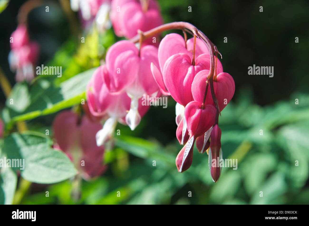 Bleeding Hearts showing off their wonderful colours Stock Photo - Alamy