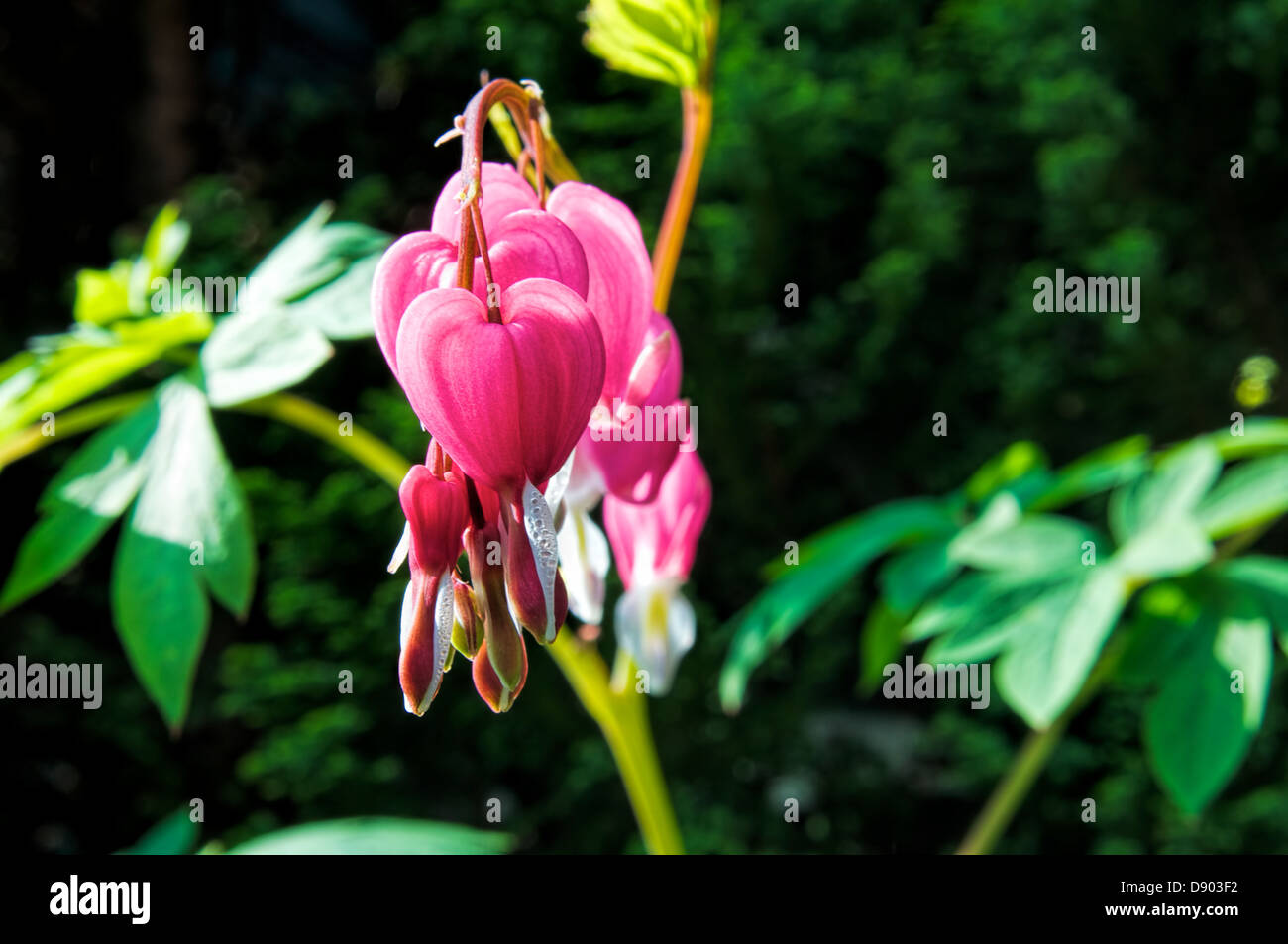 Row of hearts hi-res stock photography and images - Alamy