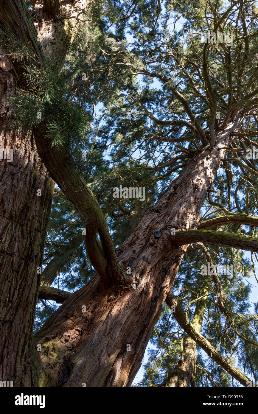 Giant Redwood tree (Sequoiadendron giganteum) in the garden at ...