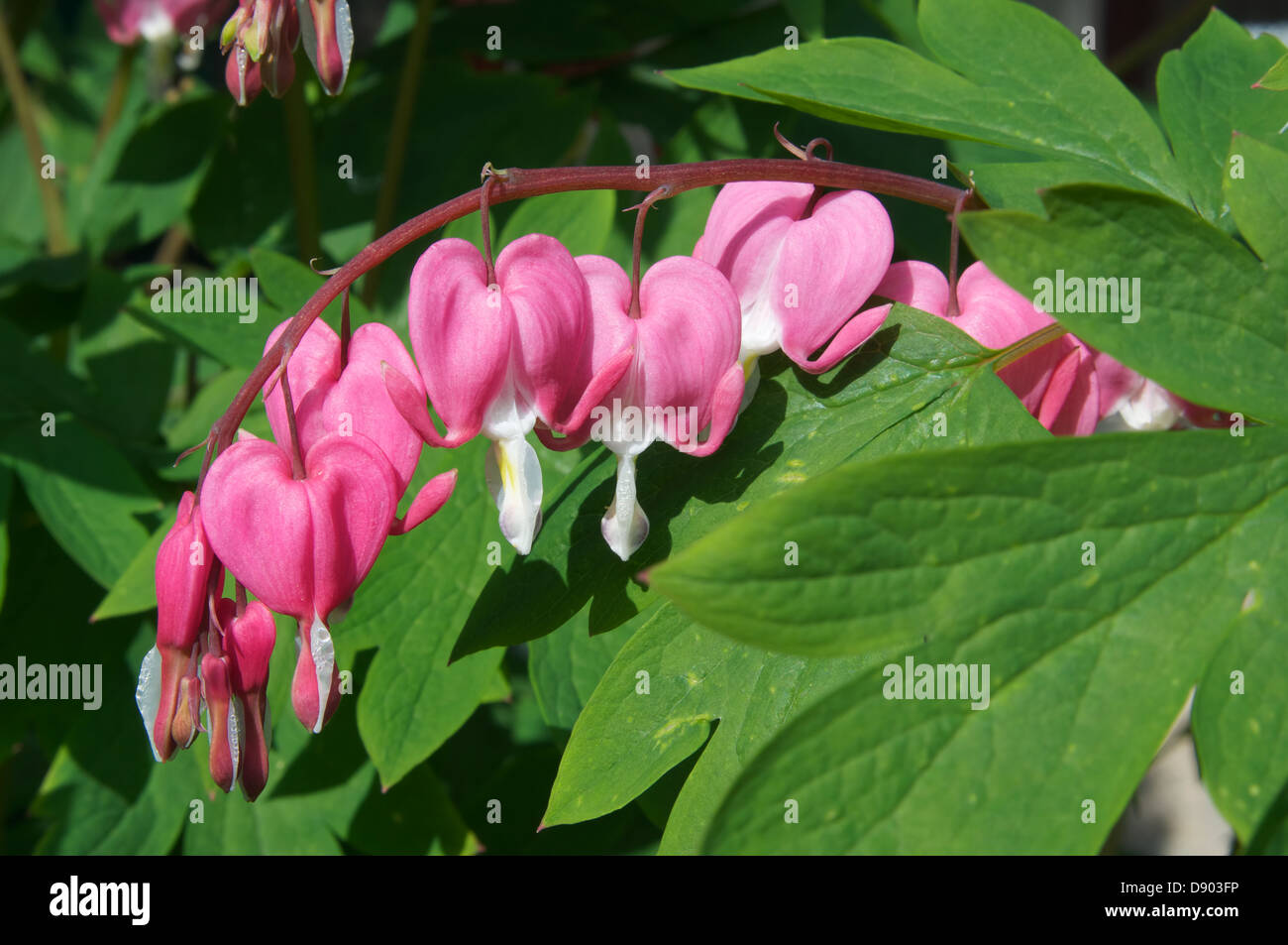 Bleeding Hearts relaxing in the sunshine Stock Photo - Alamy