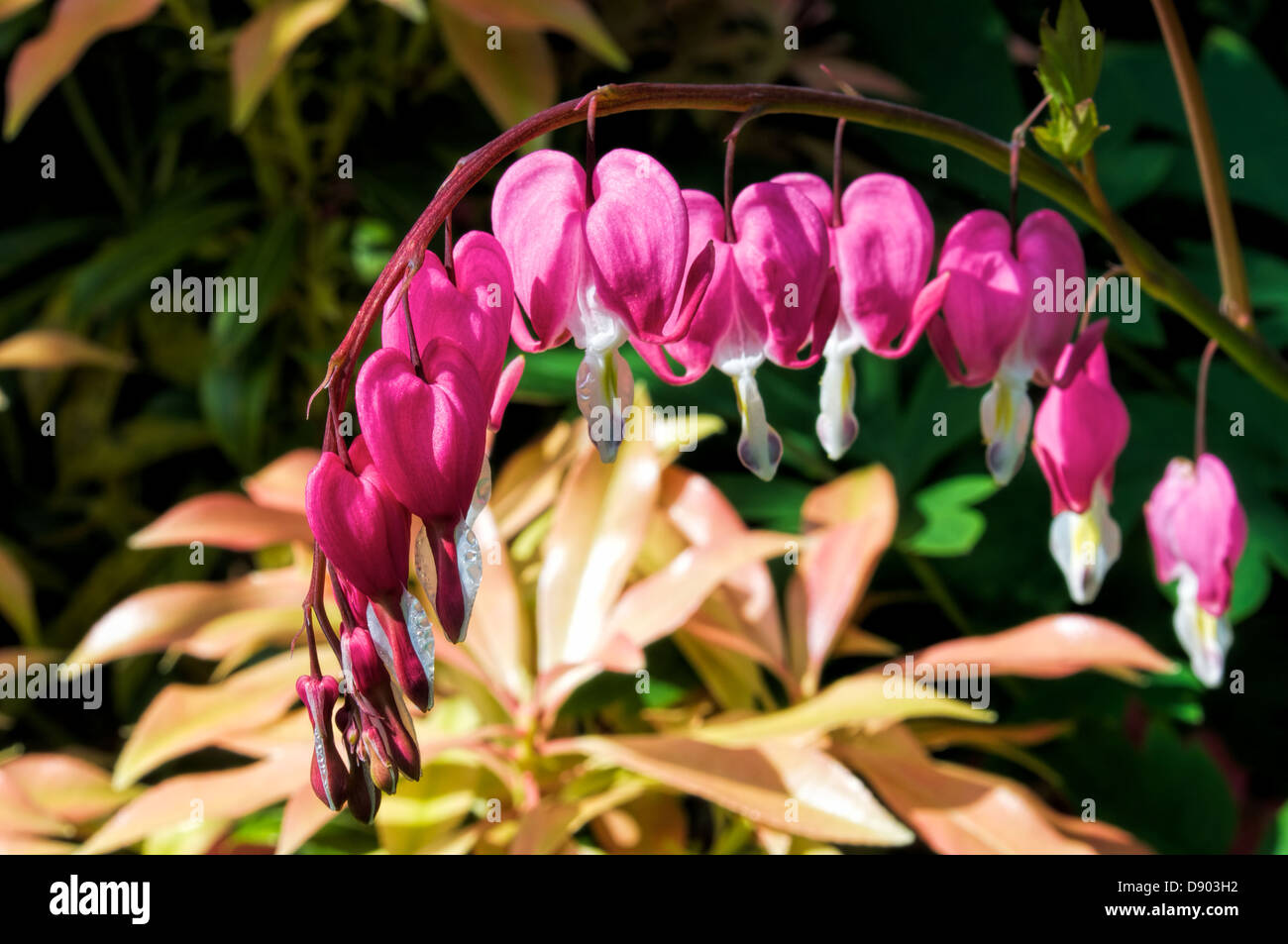 Bleeding Heart arching in the sunshine Stock Photo - Alamy