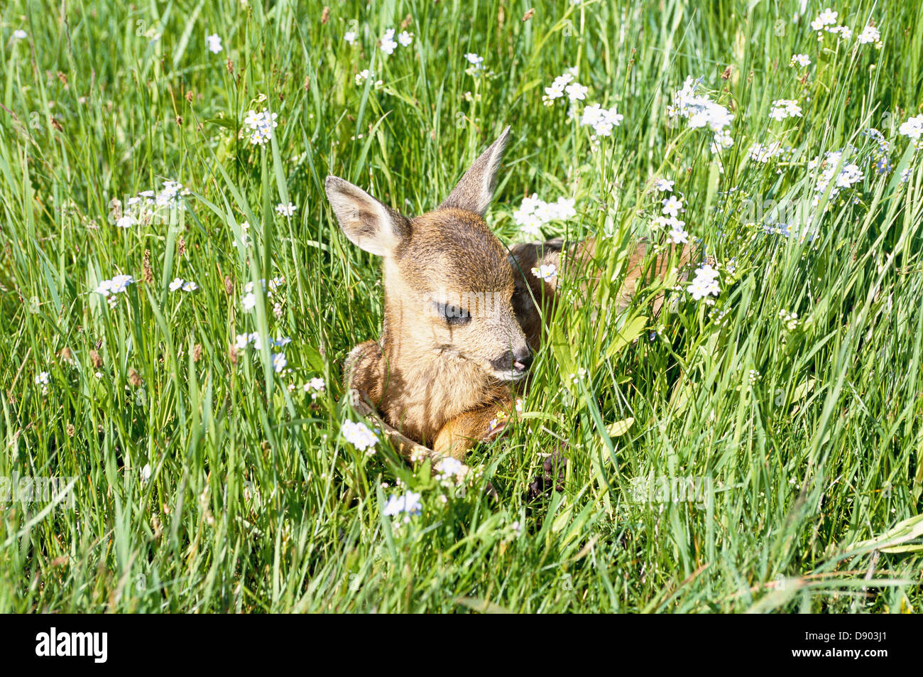 Fawn laying in the grass hi-res stock photography and images - Alamy