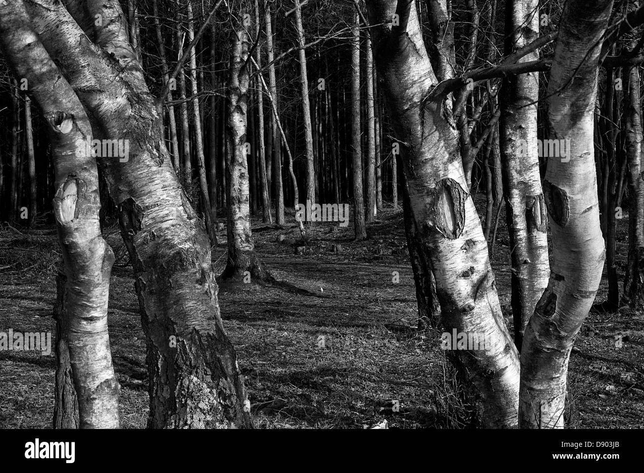 Silver birch woodland hi-res stock photography and images - Alamy