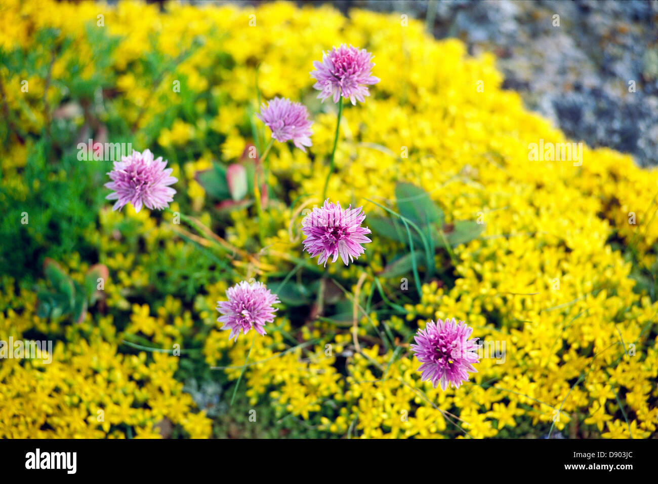 Yellow chives hi-res stock photography and images - Alamy