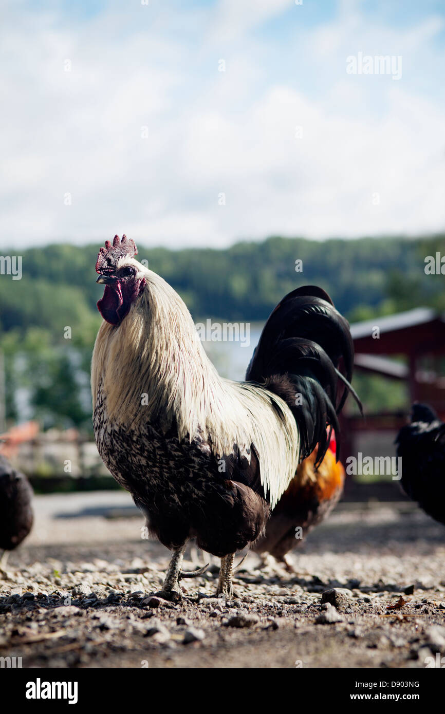 Close-up of rooster Stock Photo - Alamy