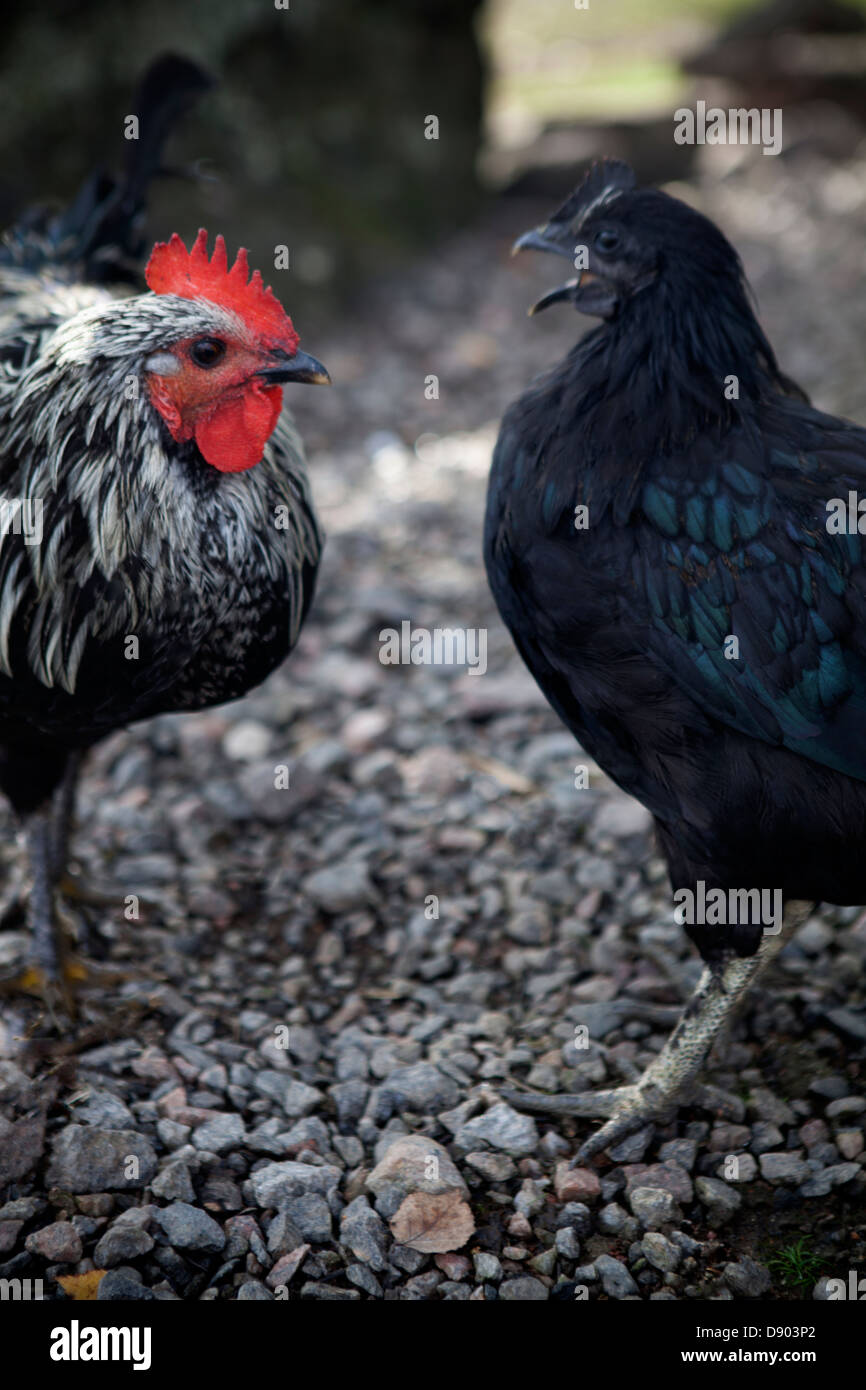 High hens hi-res stock photography and images - Alamy
