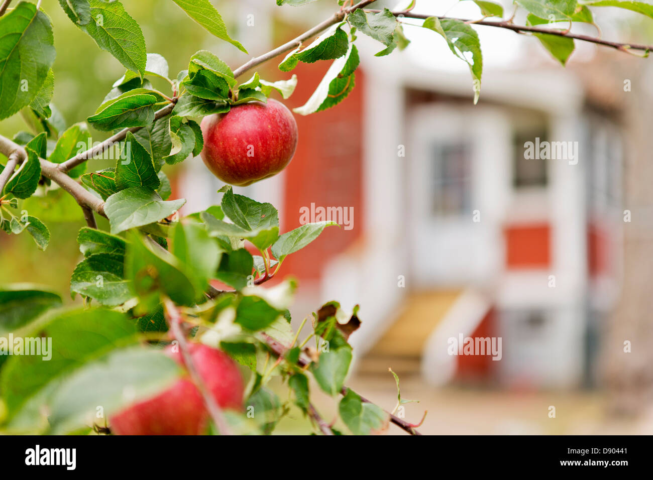 Apple tree house autumn hi-res stock photography and images - Alamy