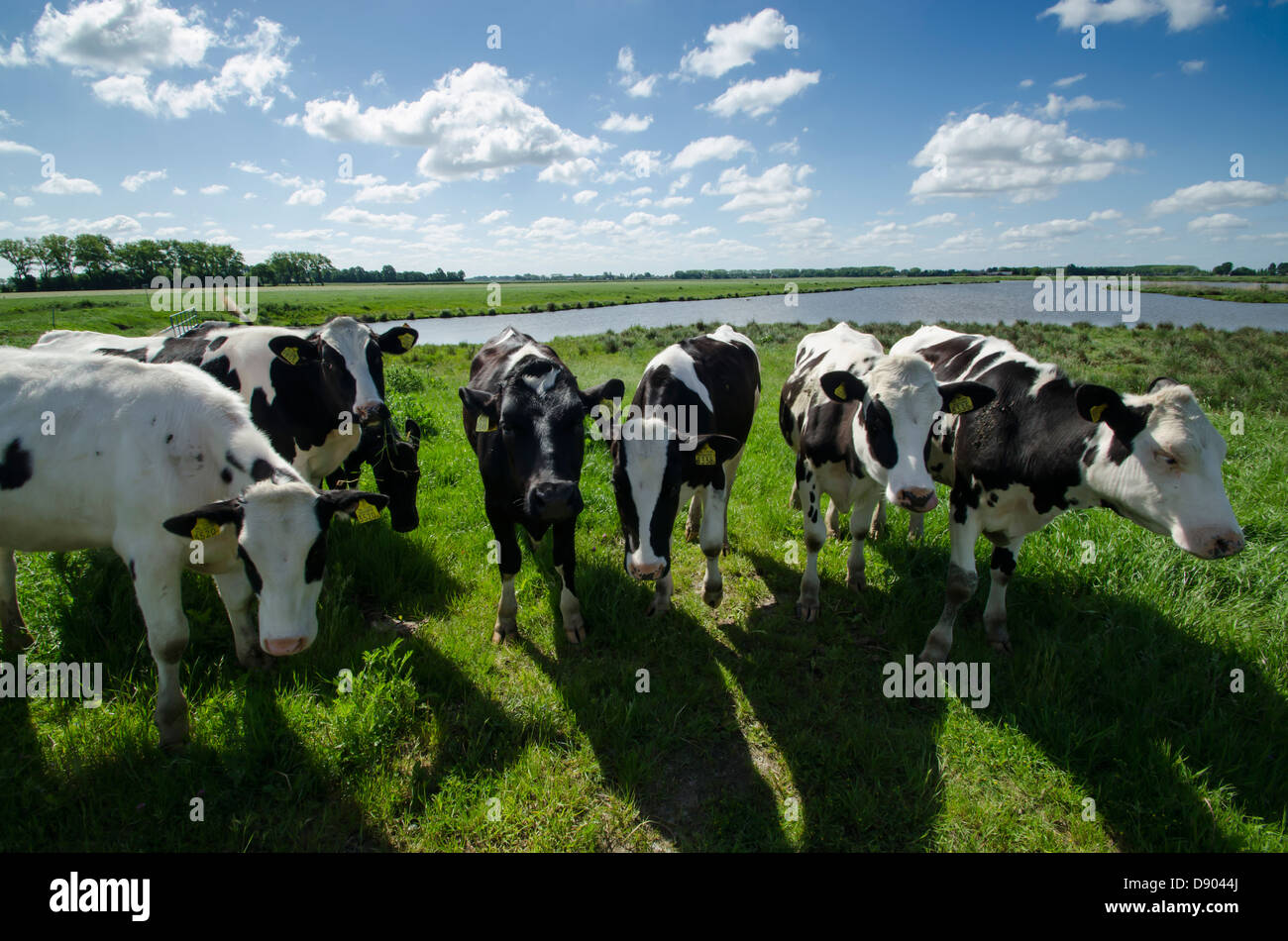 Dutch cows in Dutch Countryside Stock Photo - Alamy