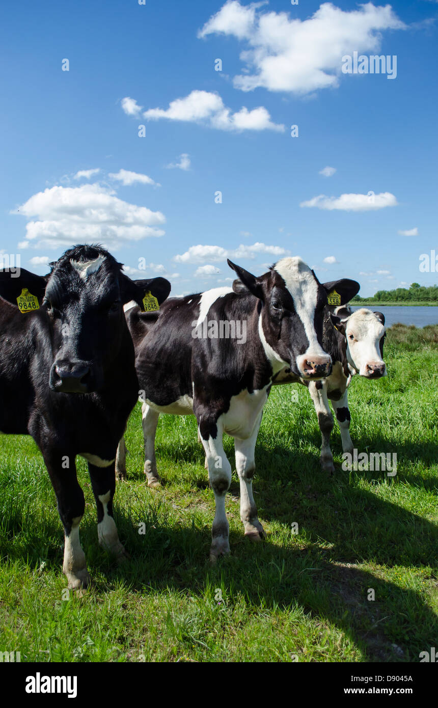 Dutch cows in Dutch Countryside Stock Photo - Alamy