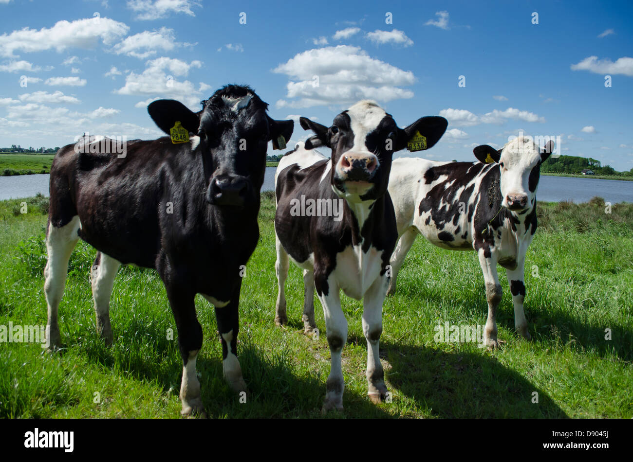 Dutch cows in Dutch Countryside Stock Photo - Alamy