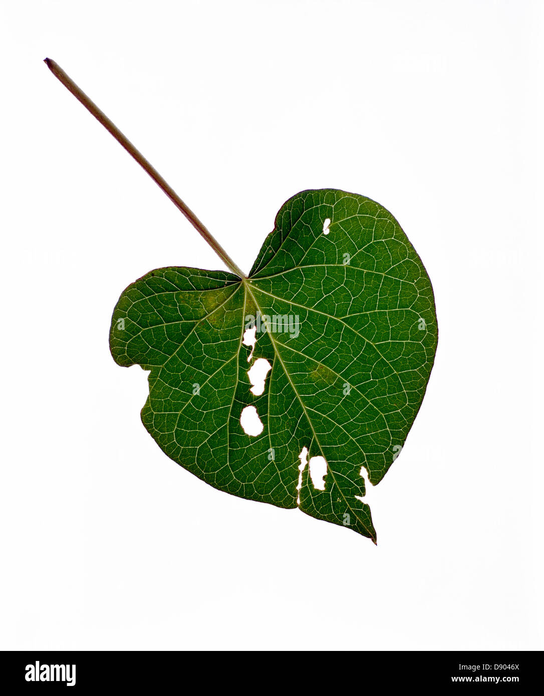 From a flower Cut Out Stock Images & Pictures - Alamy