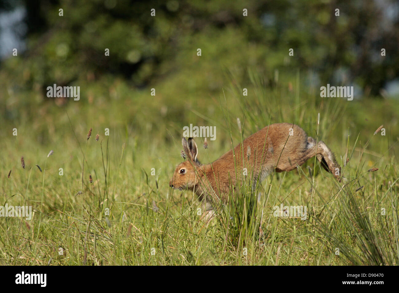 Irish hare photography hi-res stock photography and images - Alamy