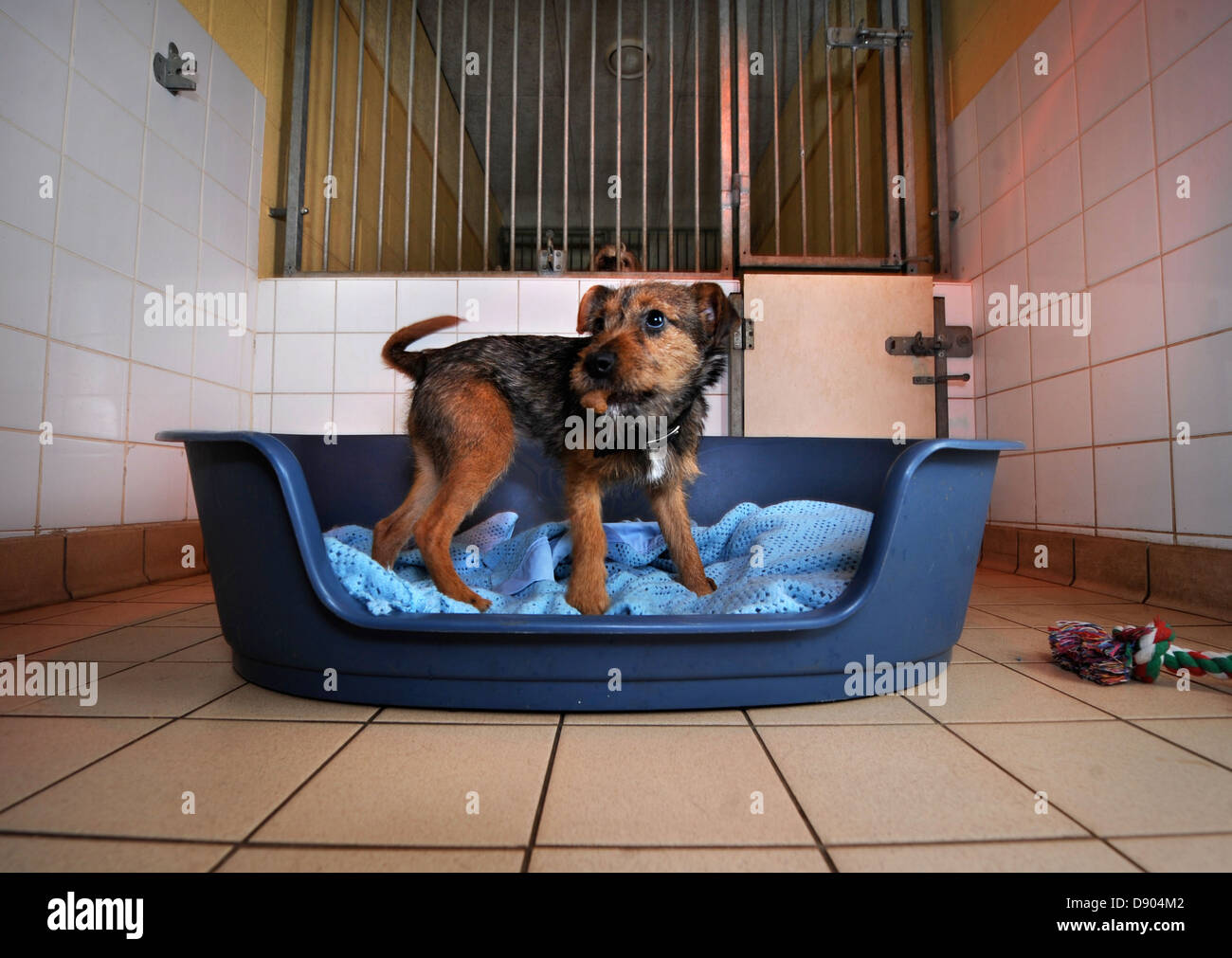 Welfare of stray dogs hi-res stock photography and images - Alamy