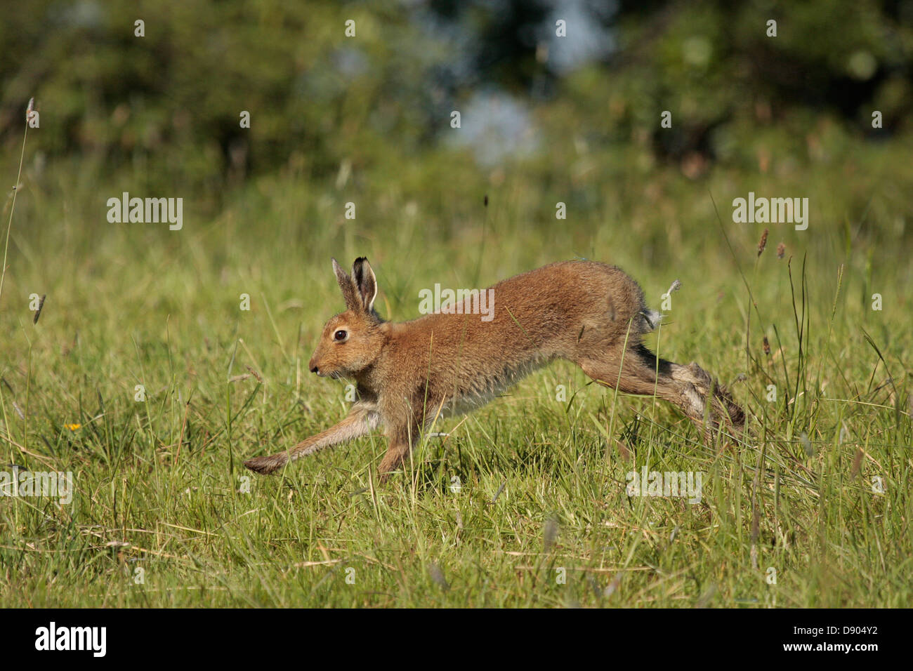 Irish hare photography hi-res stock photography and images - Alamy