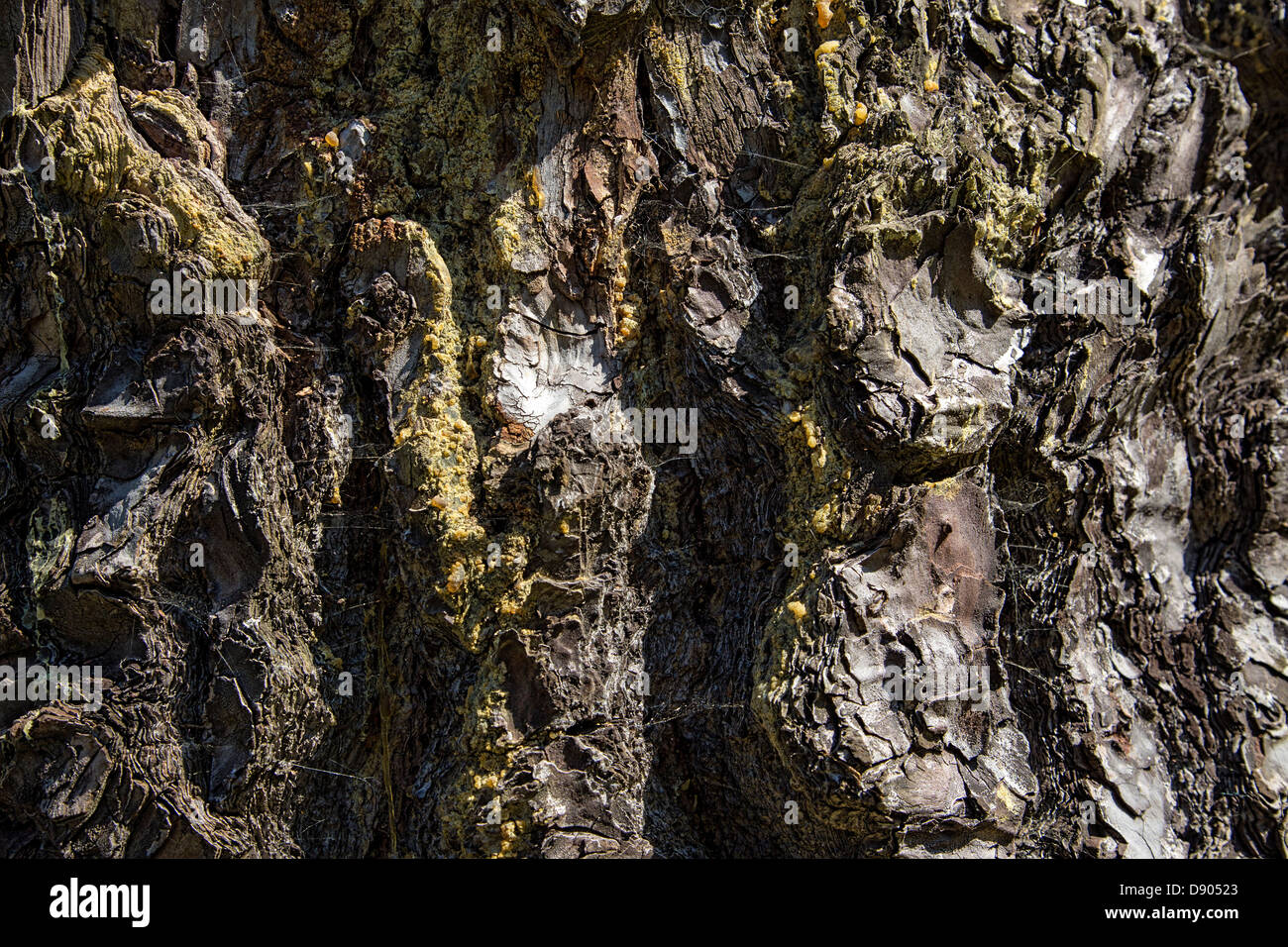 Coarse bark and lichen on a tree trunk Stock Photo - Alamy