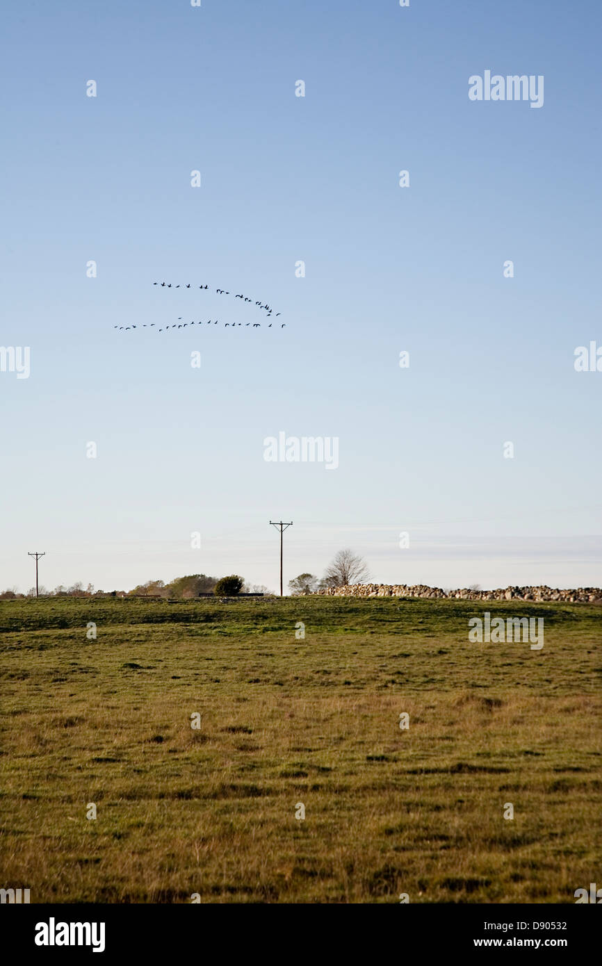 Migratory birds hi-res stock photography and images - Alamy