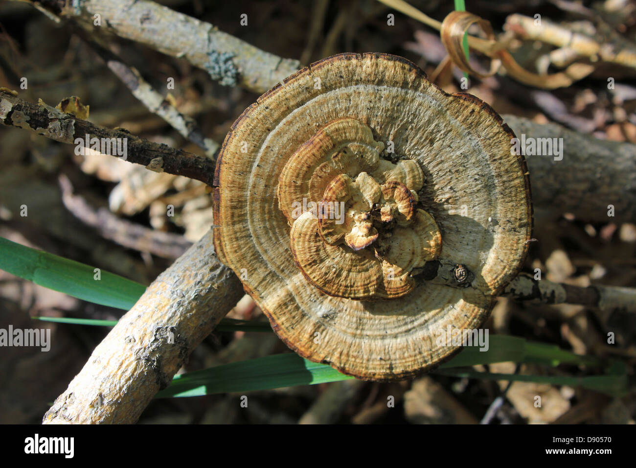 Tree fungus hi-res stock photography and images - Alamy