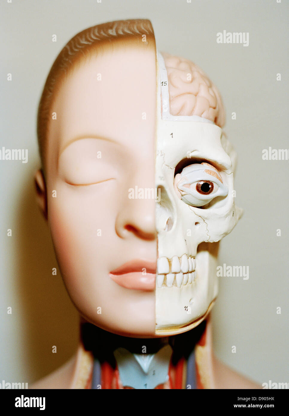 An anatomical model Stock Photo - Alamy