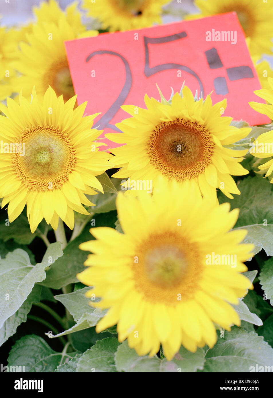 Prize flowers hi-res stock photography and images - Alamy