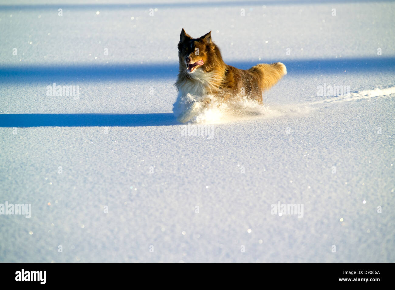 Dog running in the snow Stock Photo - Alamy