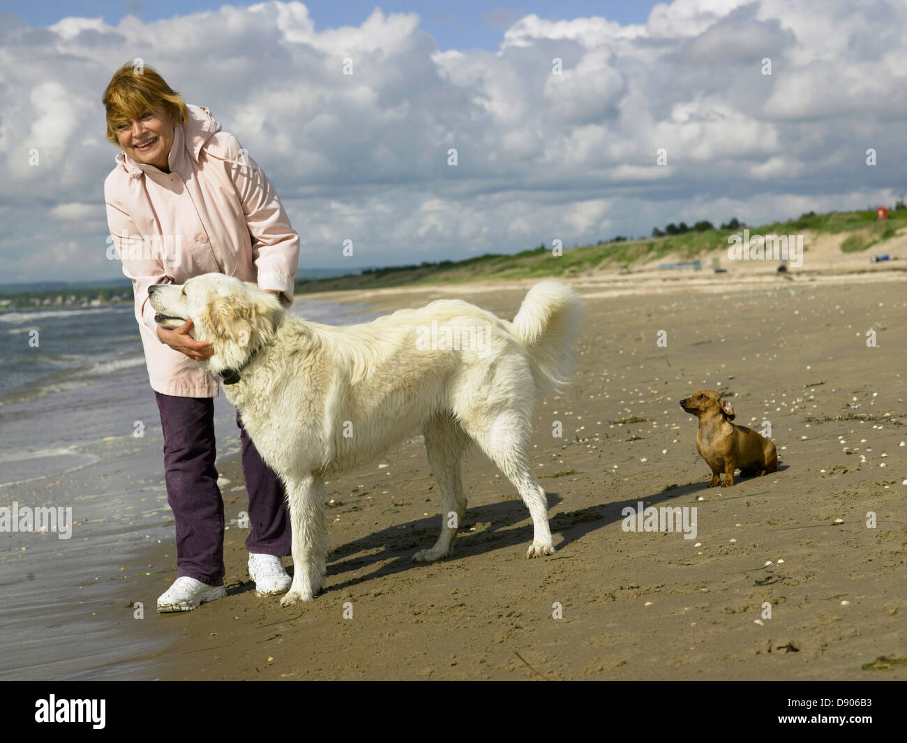 Two dogs a small one and a big one hi-res stock photography and images ...