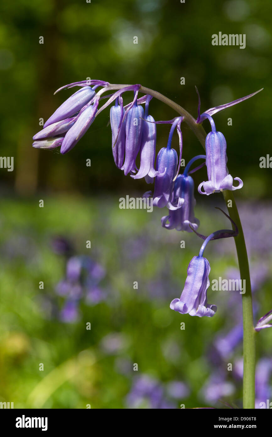 Bluebell bulb plant hi-res stock photography and images - Alamy