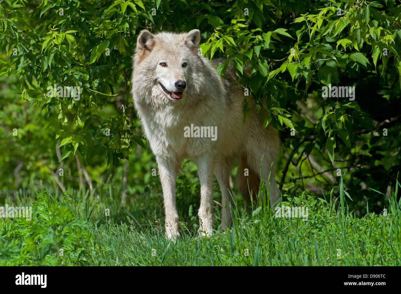 A view of a Timber Wolf Stock Photo - Alamy