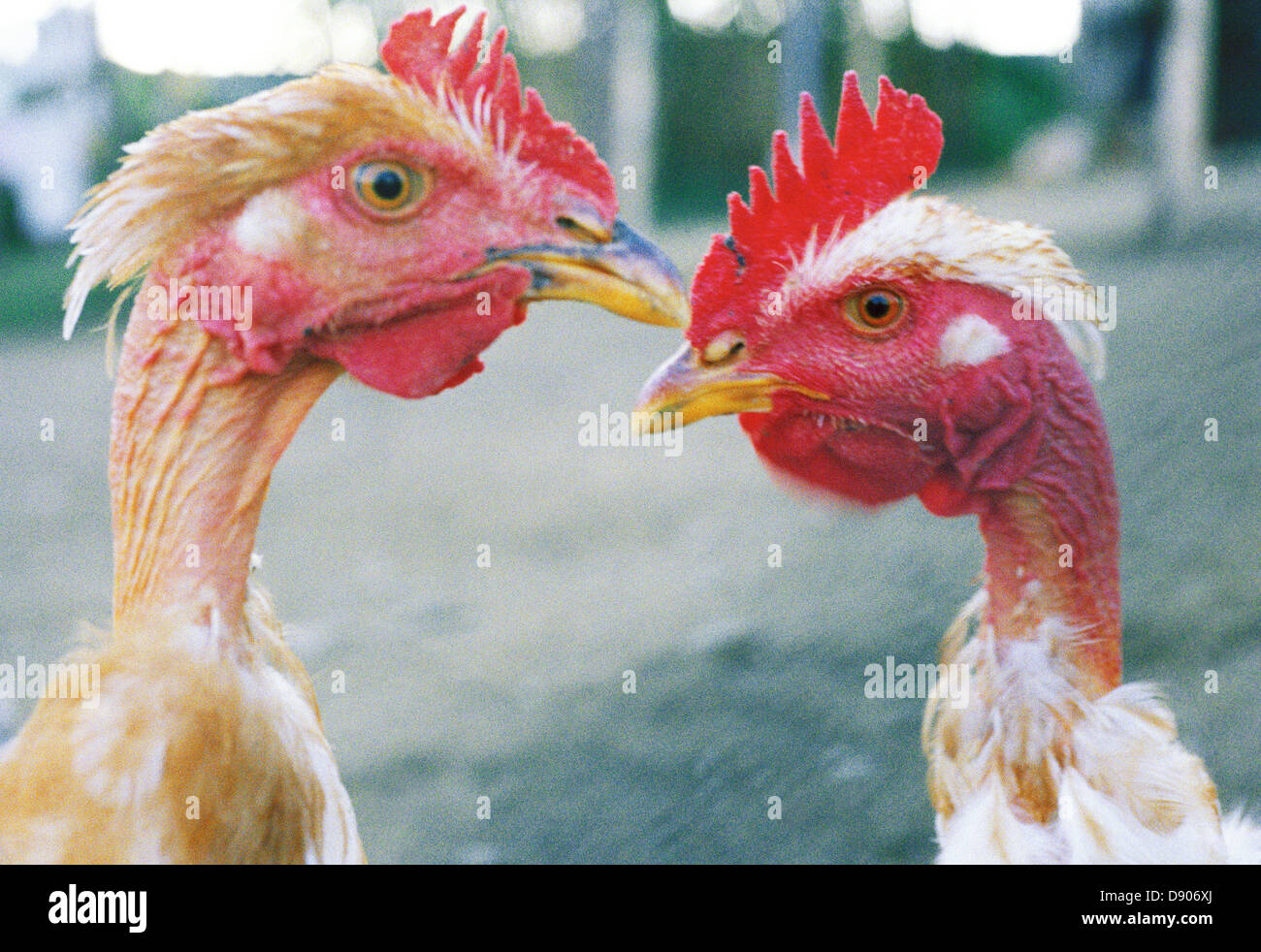 Rooster fight hi-res stock photography and images - Alamy