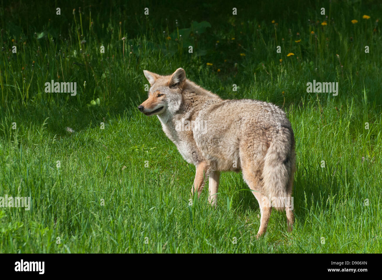 A view of a Coyote Stock Photo - Alamy