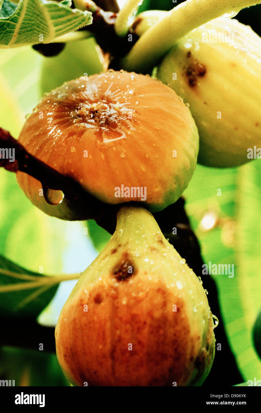 Figs on a tree, Italy Stock Photo - Alamy