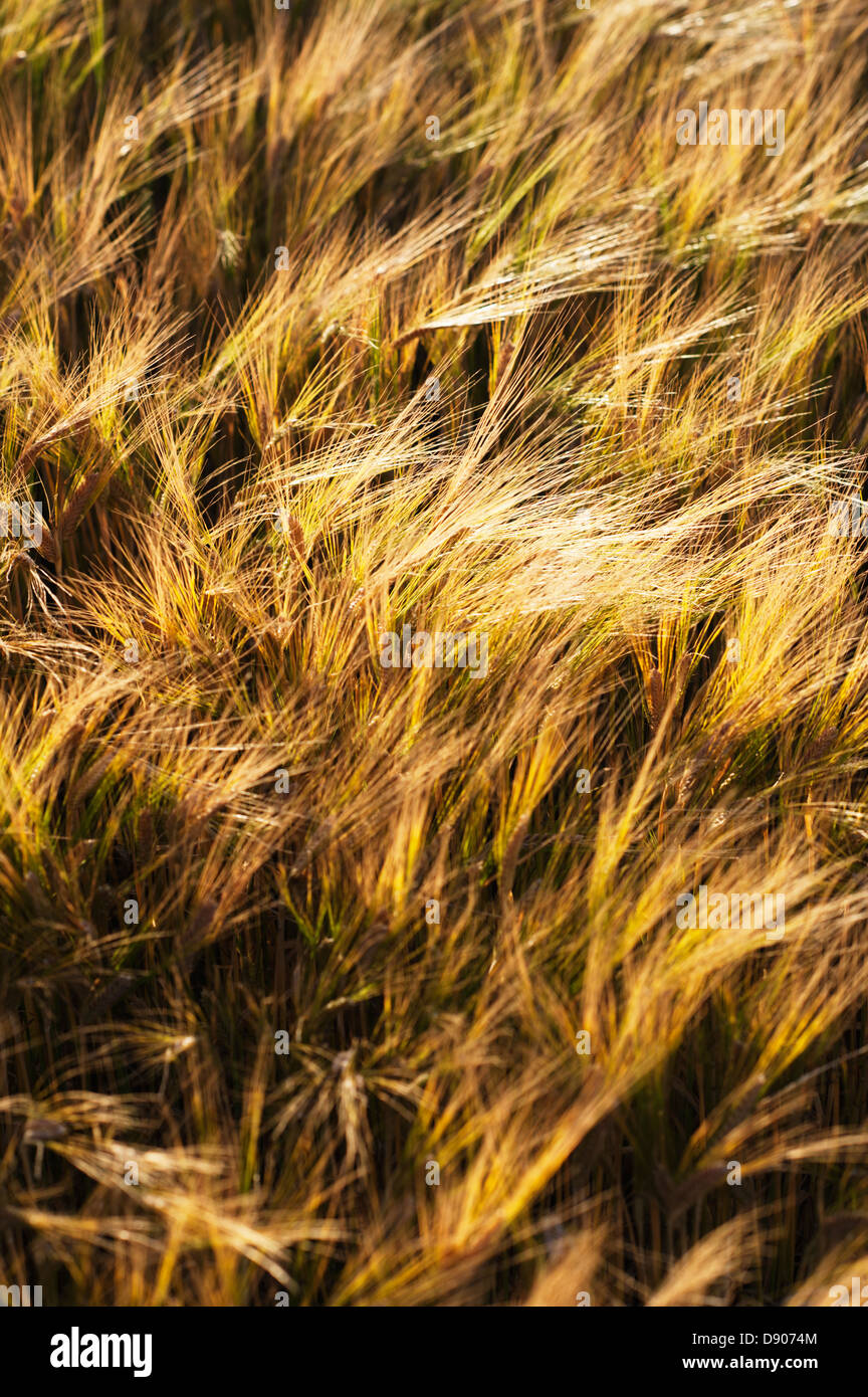 Rye field background close hi-res stock photography and images - Alamy