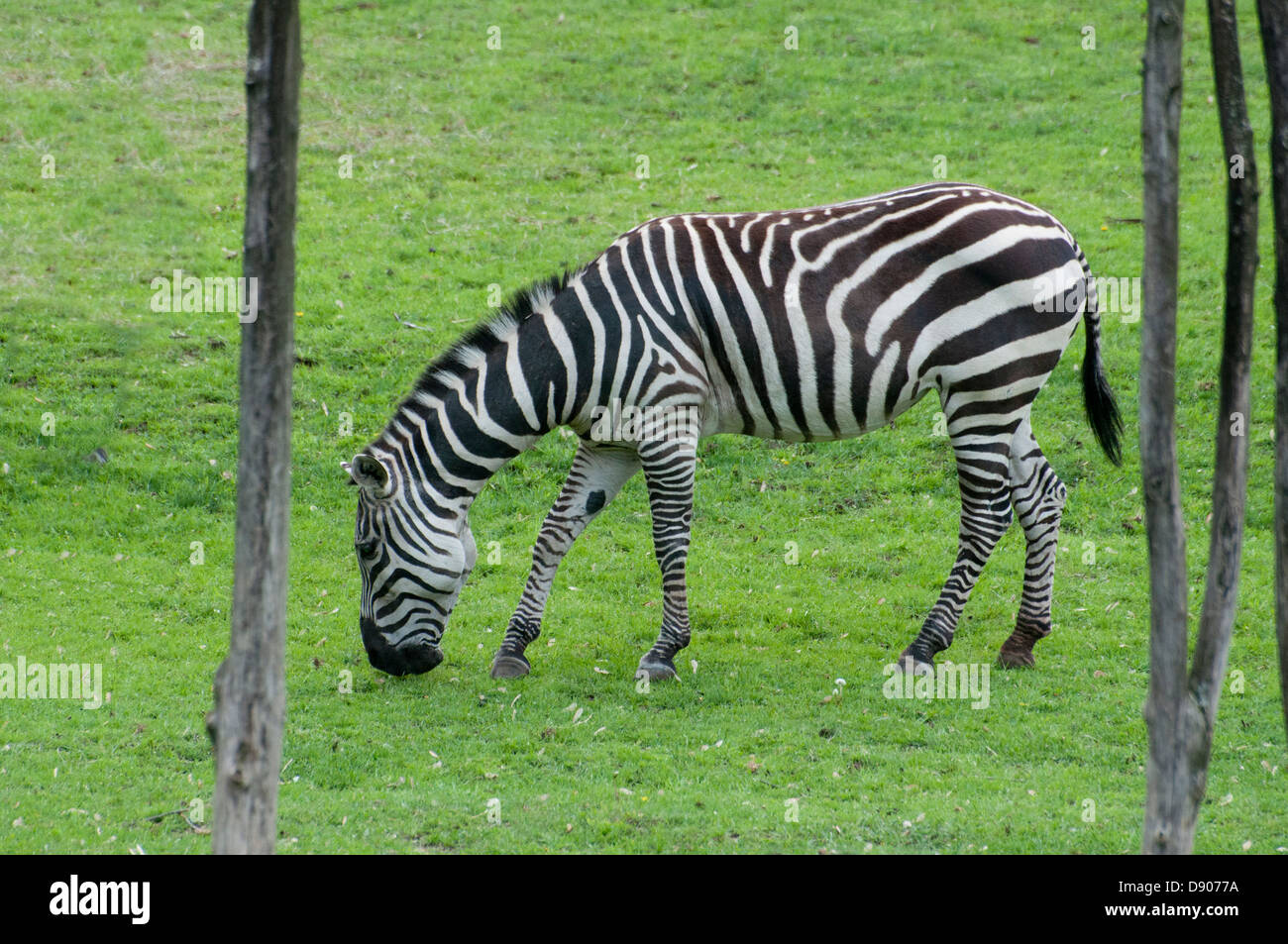 A Grant's Zebra grazing Stock Photo - Alamy