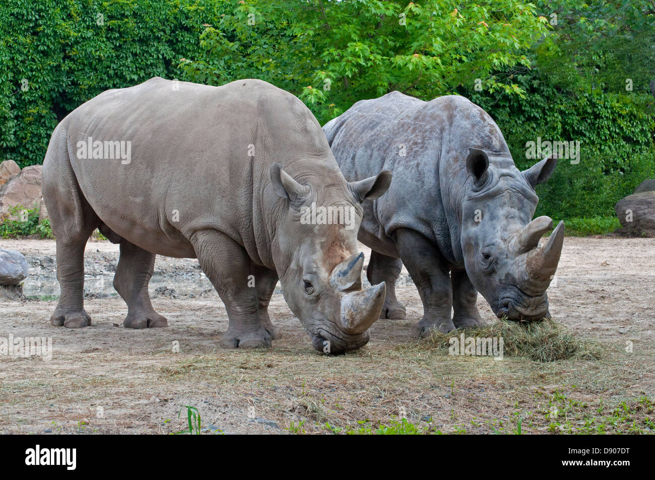 A pair of White Rhinoceros Stock Photo - Alamy