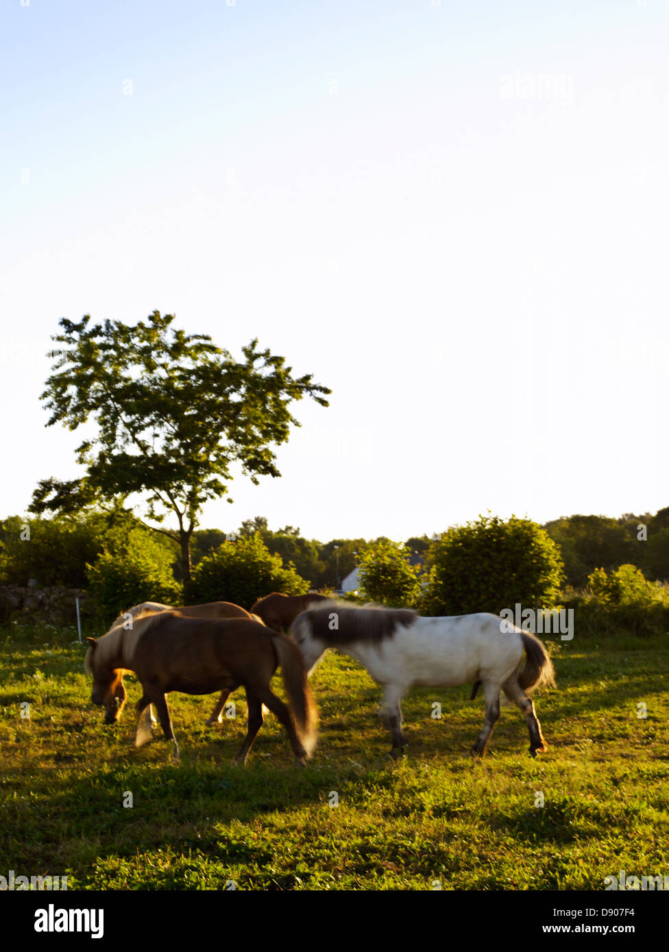 Horses in a pasture Stock Photo - Alamy