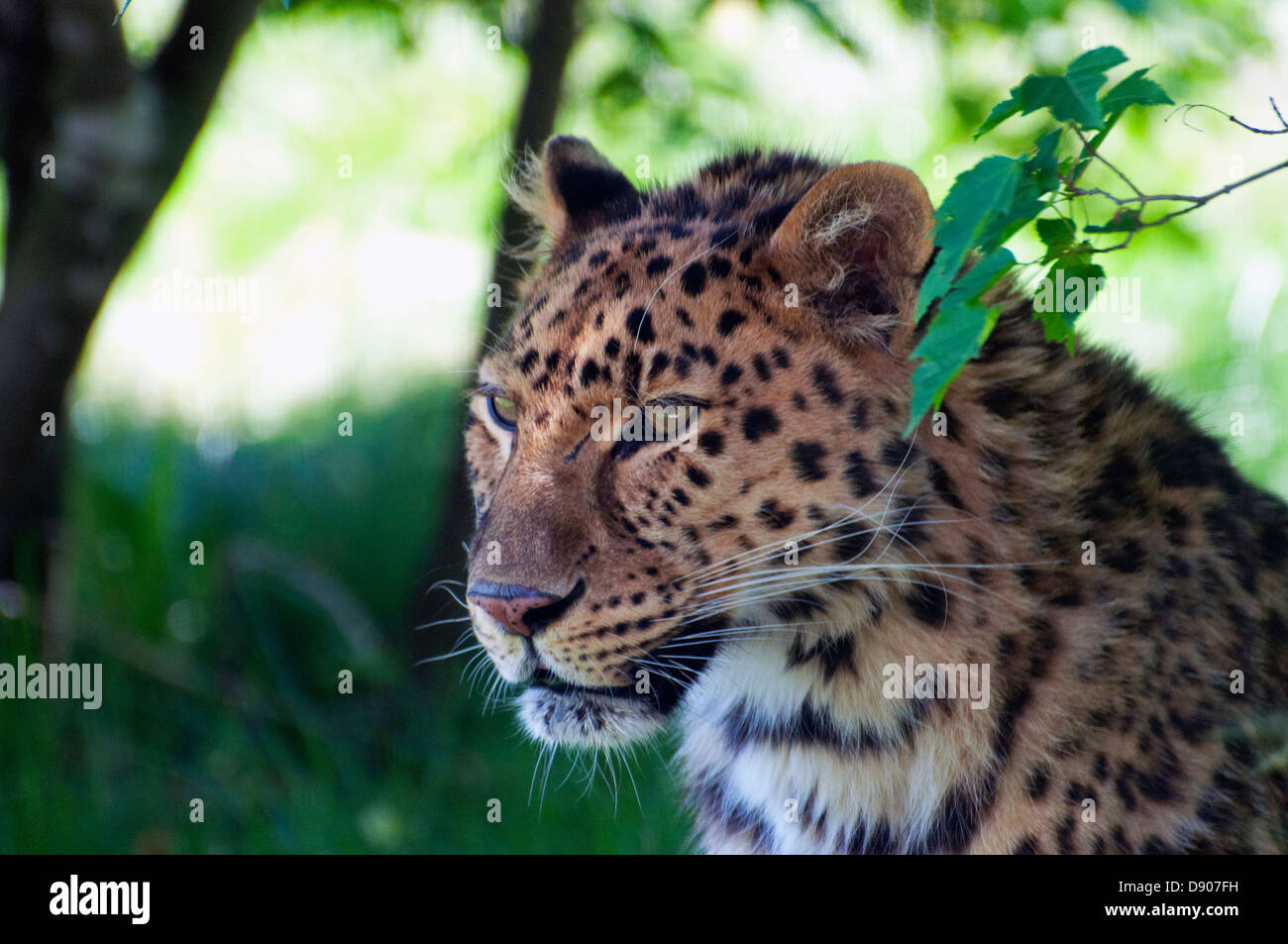 Close-up of an Amur Leopard Stock Photo - Alamy