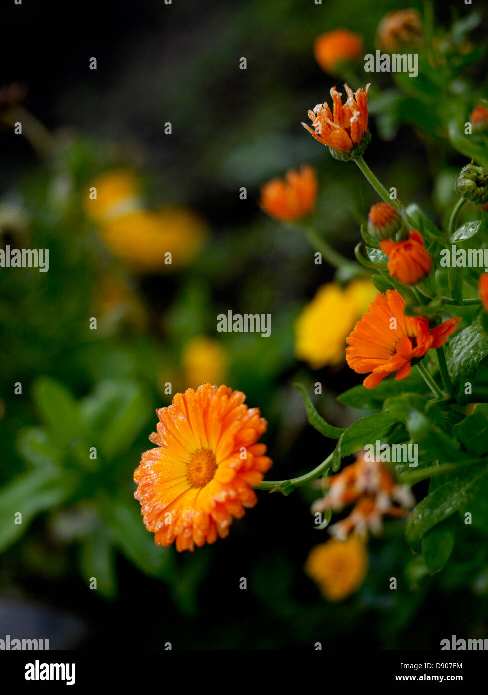 Marigold vertical hi-res stock photography and images - Alamy