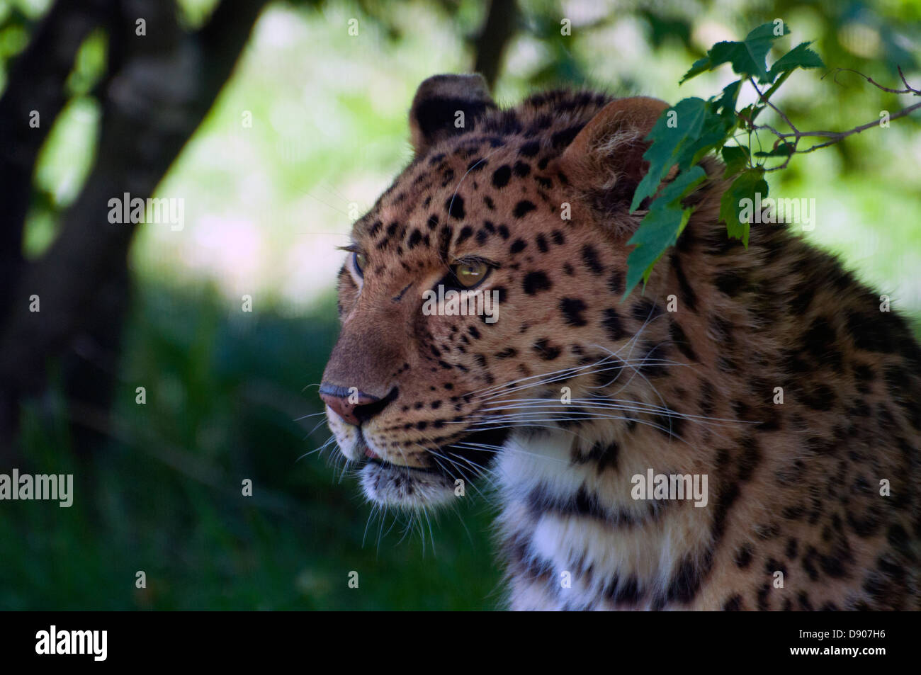 Amur leopard zoo hi-res stock photography and images - Alamy