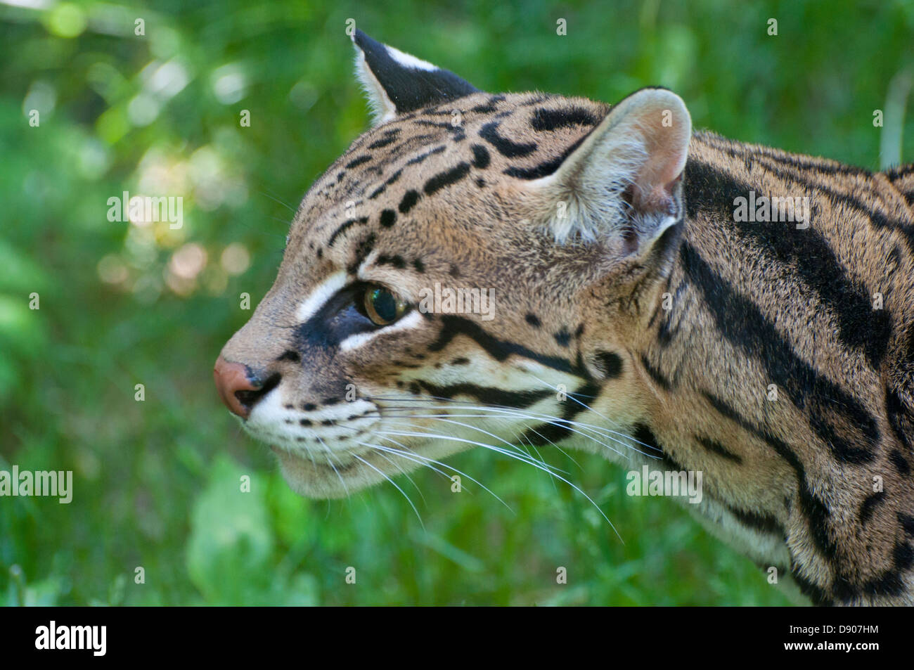 Close-up of an Ocelot Stock Photo - Alamy