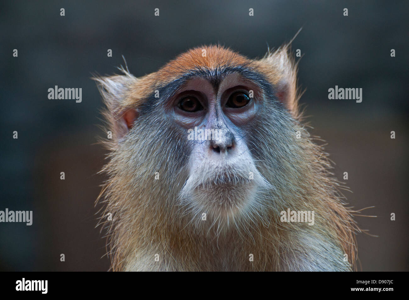 Erythrocebus patas patas hi-res stock photography and images - Alamy
