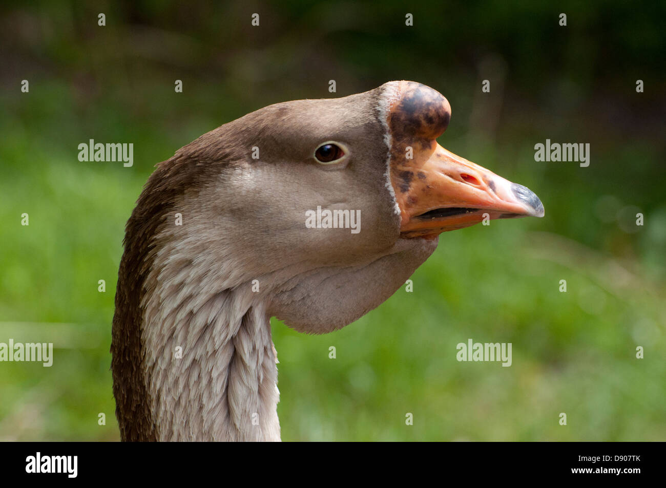 Zoo granby hi-res stock photography and images - Alamy