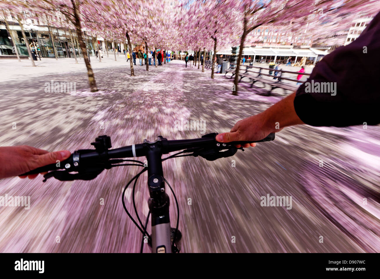Cyclist cycling through road with trees blossoming above Stock Photo ...